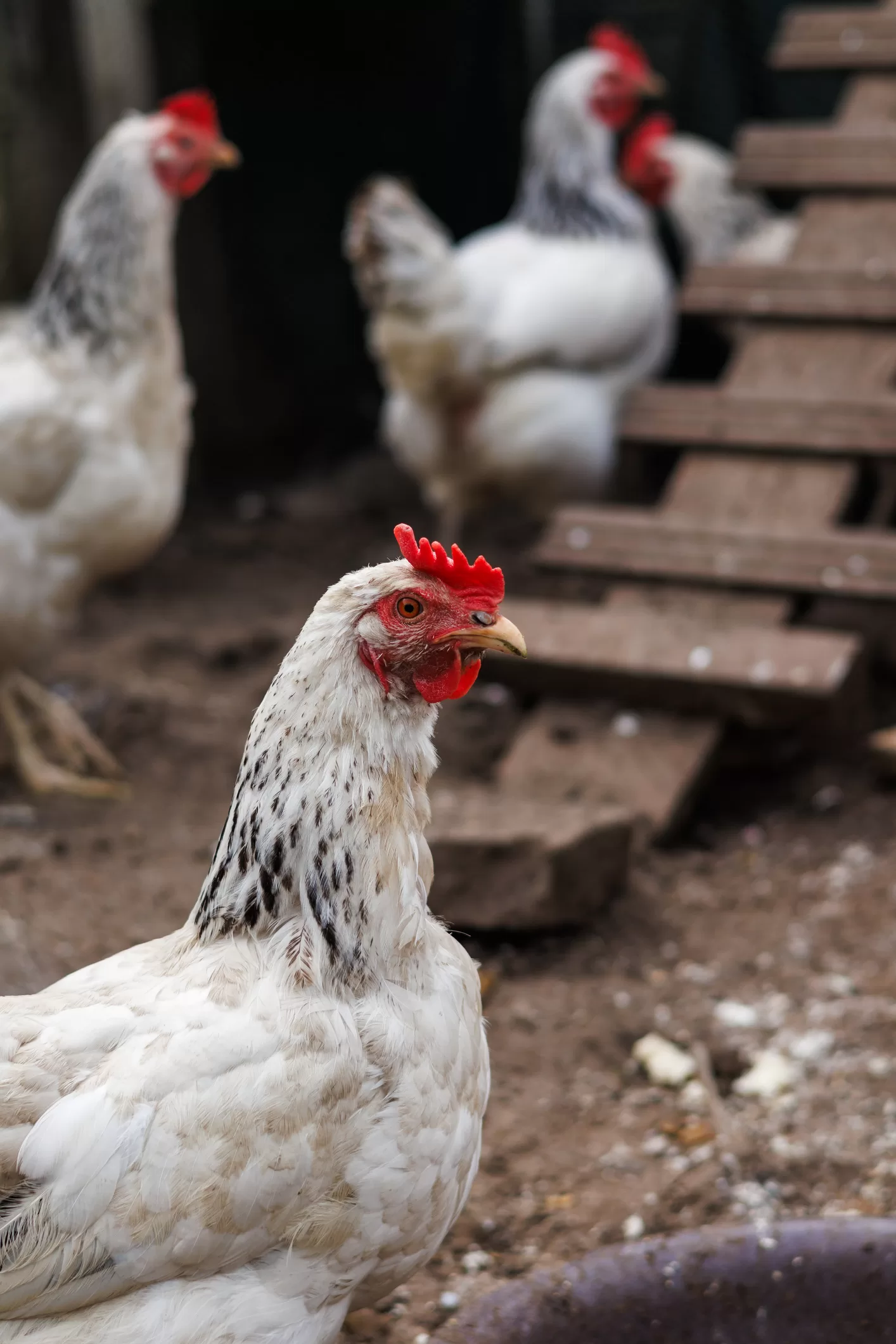 Town Updates Chicken Code - Long Island Life & Politics